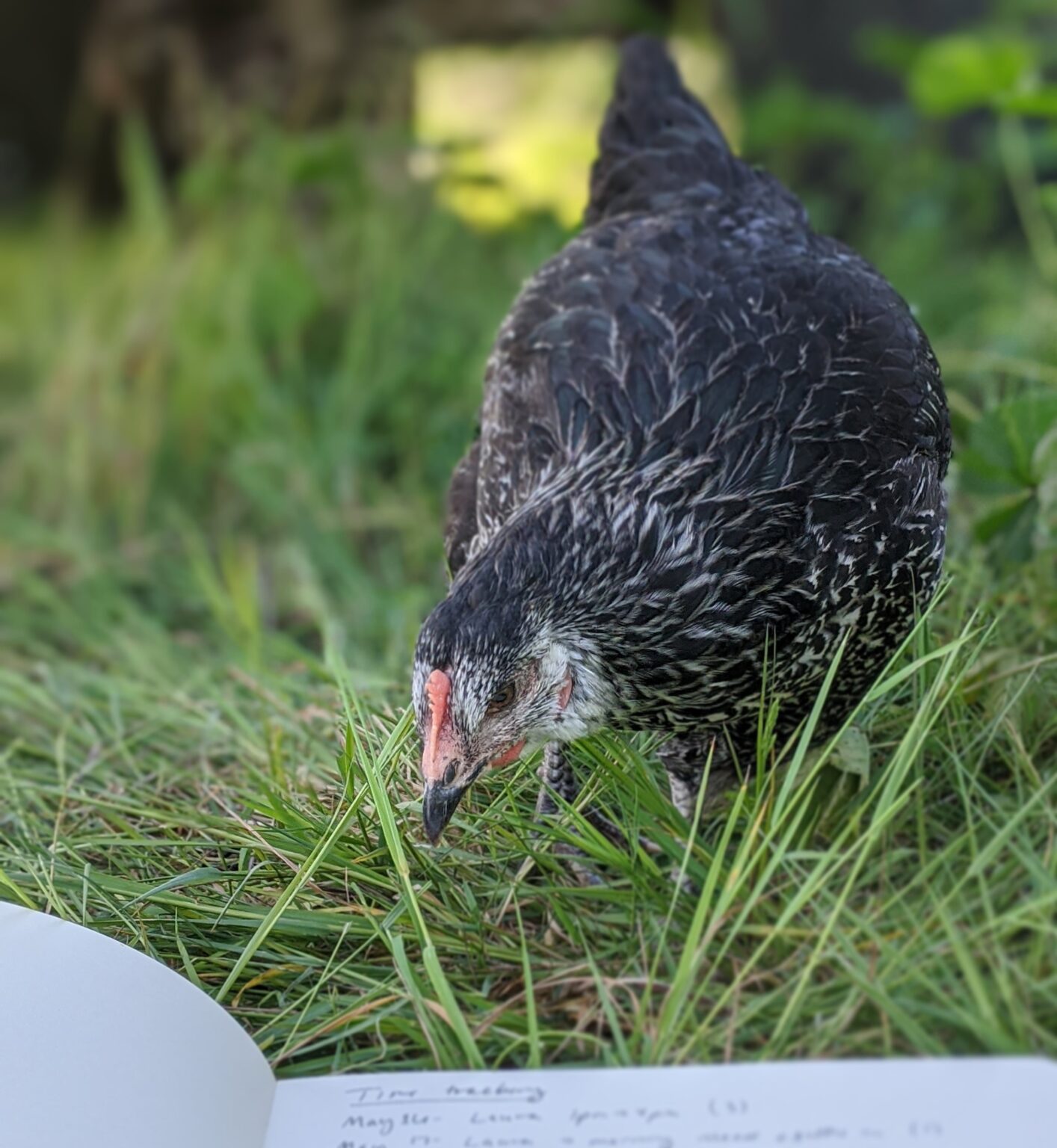 Hen Pals - Backyard Poultry